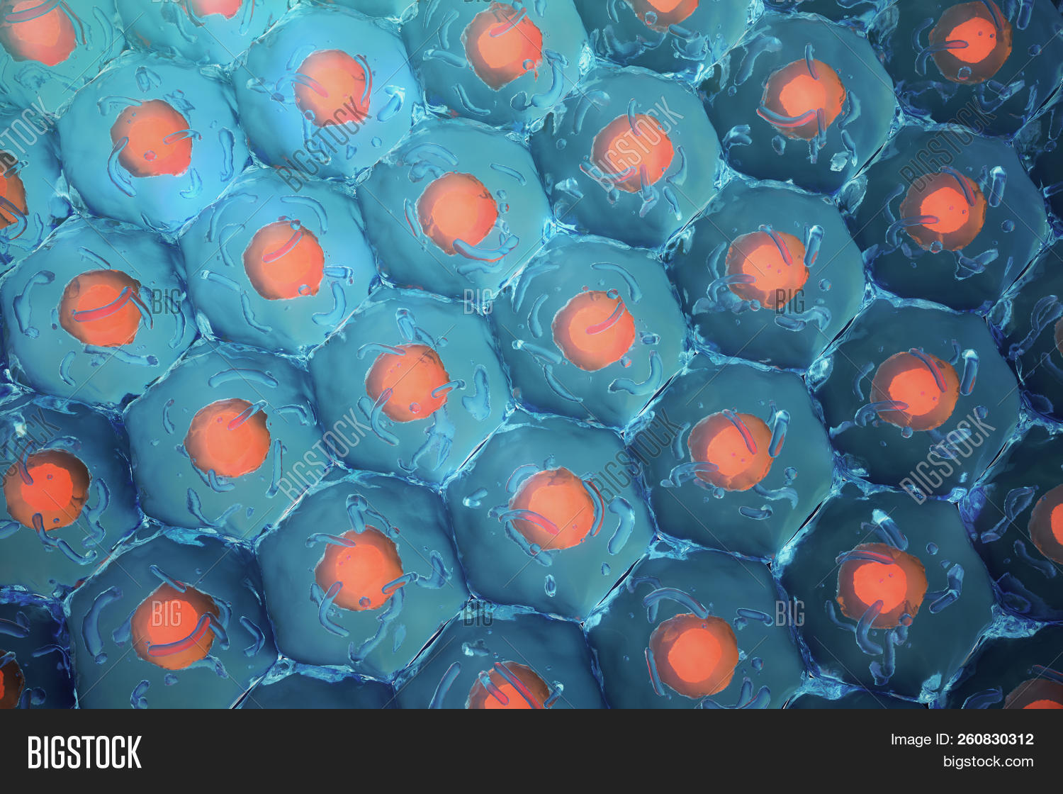 Human Cells. Cell Image & Photo (Free Trial) | Bigstock