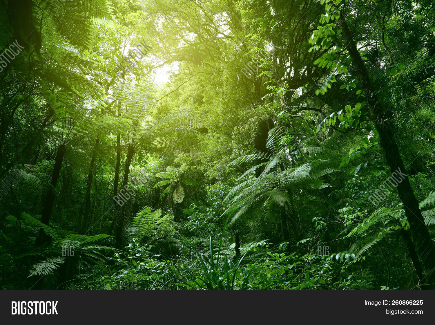 Sunlit Tree Canopy Image & Photo (Free Trial) | Bigstock