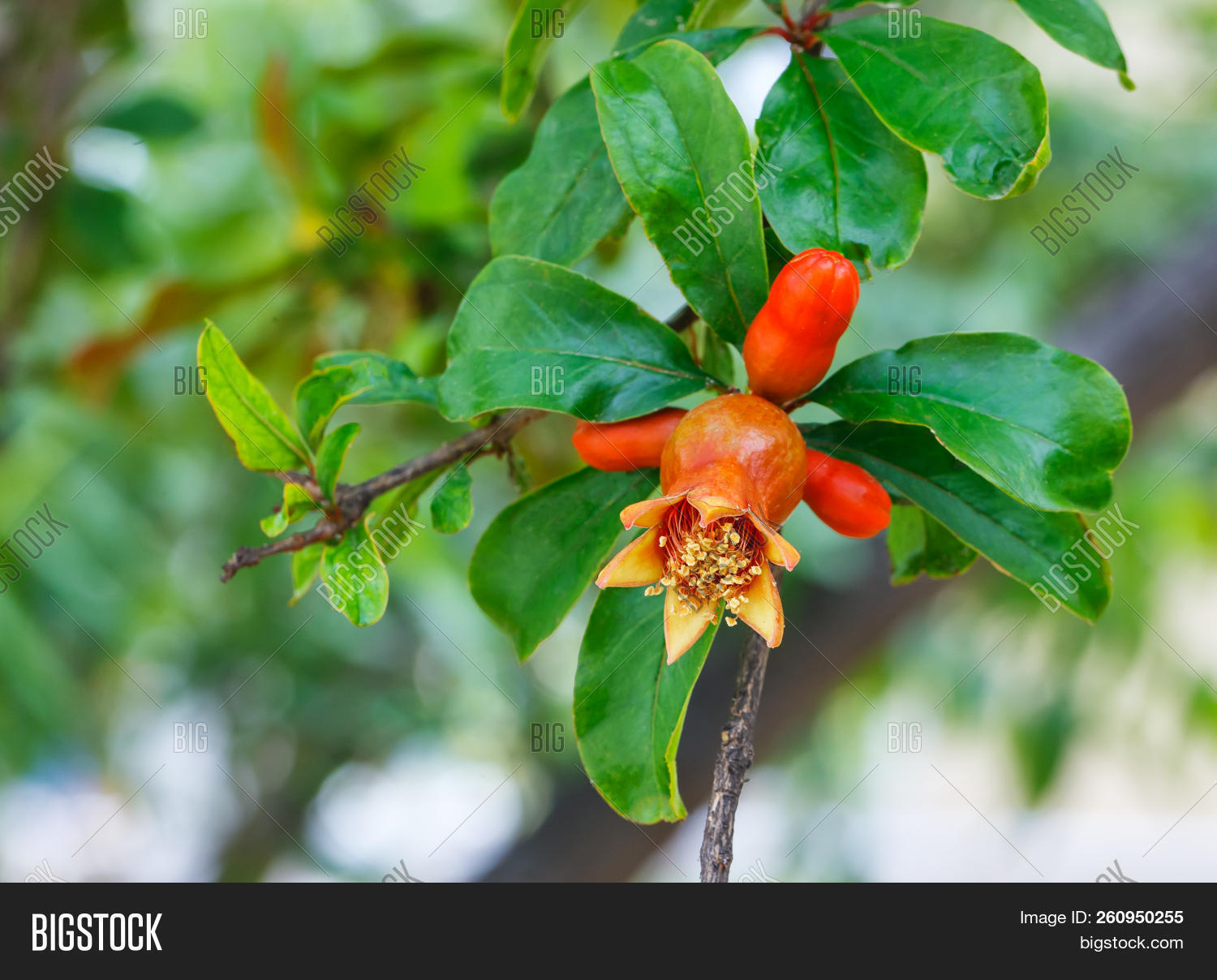Pomegranate Tree Image & Photo (Free Trial) | Bigstock
