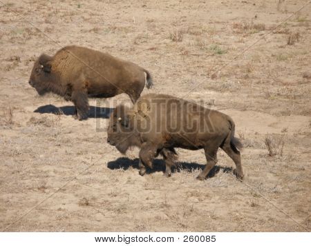 Buffalo Enclosure Image & Photo (Free Trial) | Bigstock