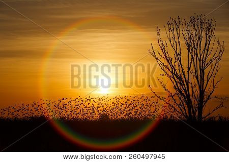 Tree Against Sunlight Image & Photo (Free Trial) | Bigstock