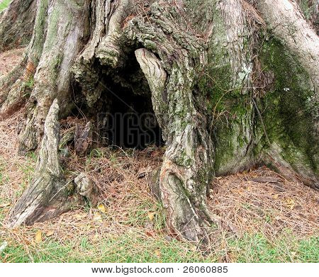 Tree Burrow Image & Photo (Free Trial) | Bigstock
