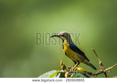 Male Purple Sunbird Image & Photo (Free Trial) | Bigstock