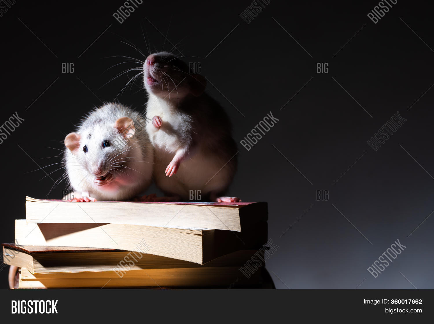 Cute White Rats