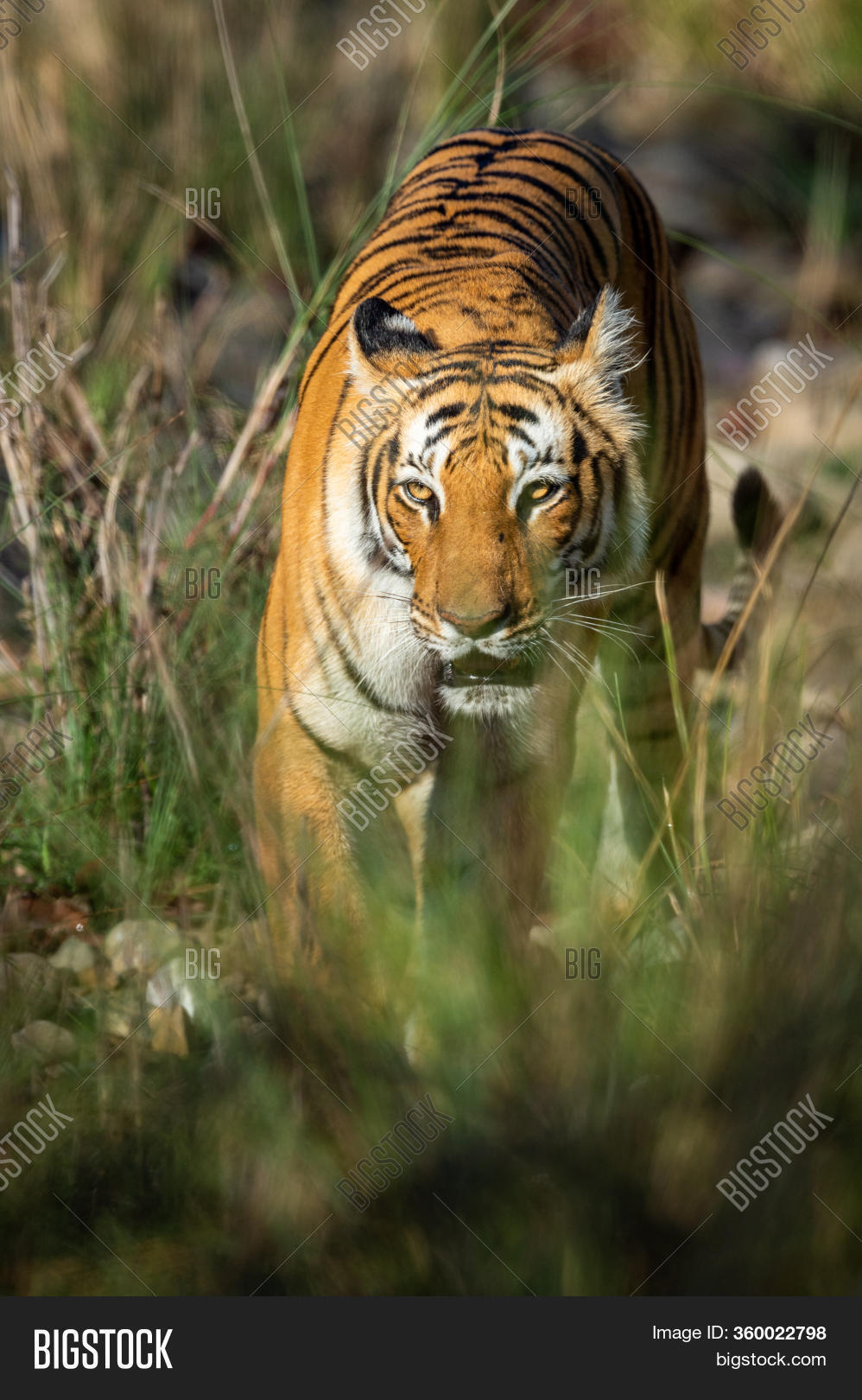 Wild Bengal Tiger Image & Photo (Free Trial) | Bigstock