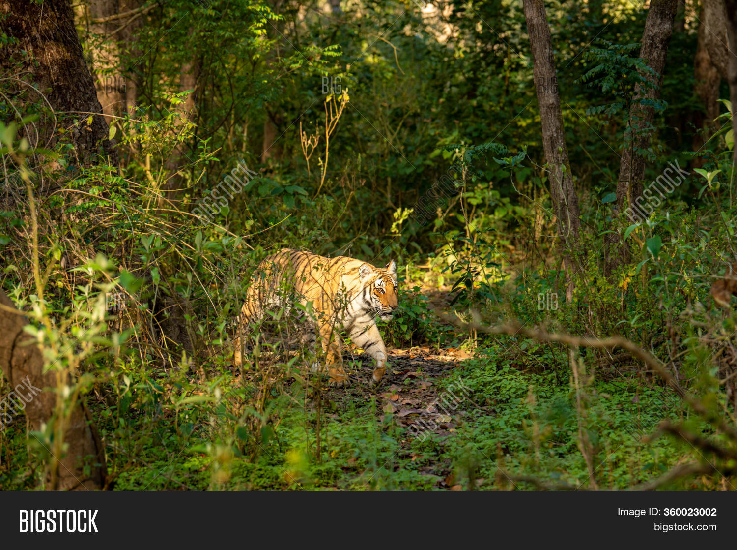 Wild Bengal Tiger Image & Photo (Free Trial) | Bigstock