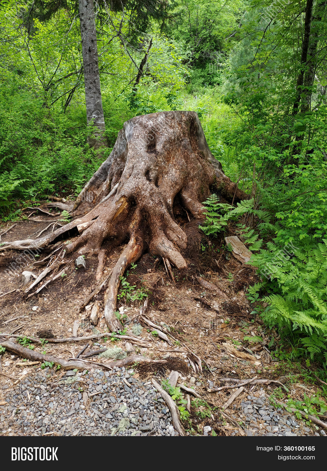 Stump Large Giant Tree Image & Photo (Free Trial) | Bigstock