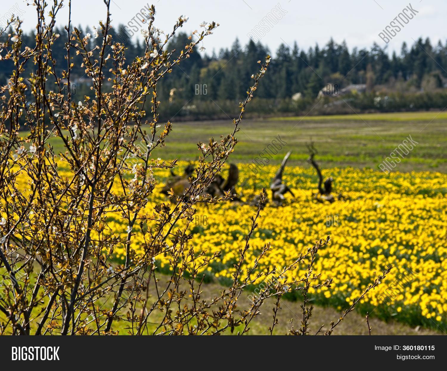 Daffodil Field Tree Image & Photo (Free Trial) | Bigstock
