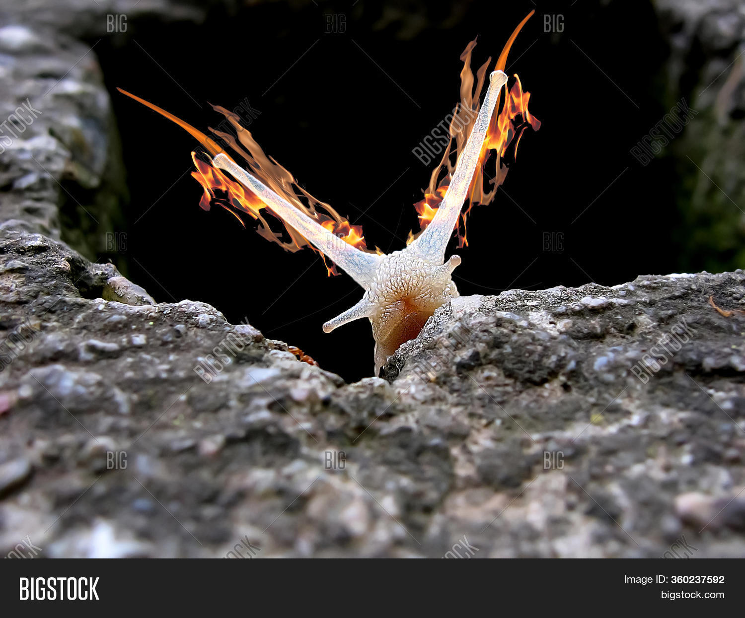 Snail Flames On Horns Image & Photo (Free Trial) | Bigstock