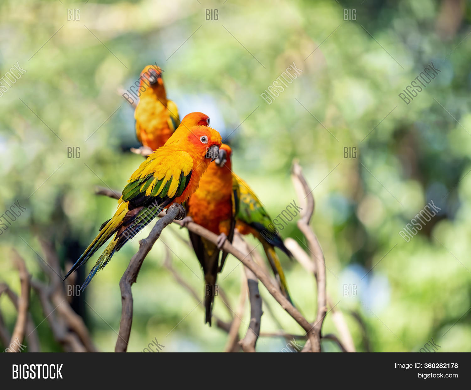 Closeup Sun Conure Image & Photo (Free Trial) | Bigstock