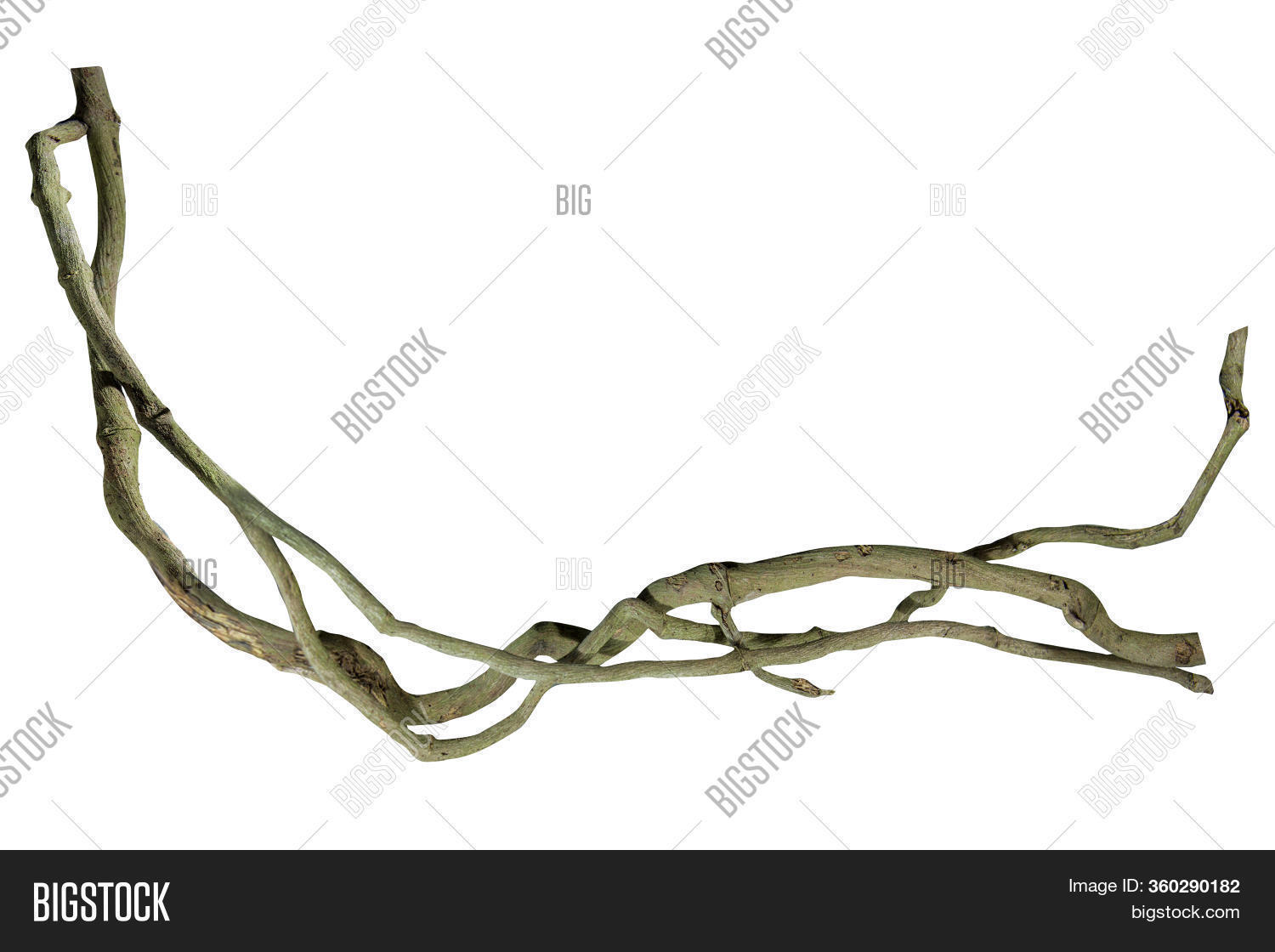 Close Wood Root. Image & Photo (Free Trial) | Bigstock