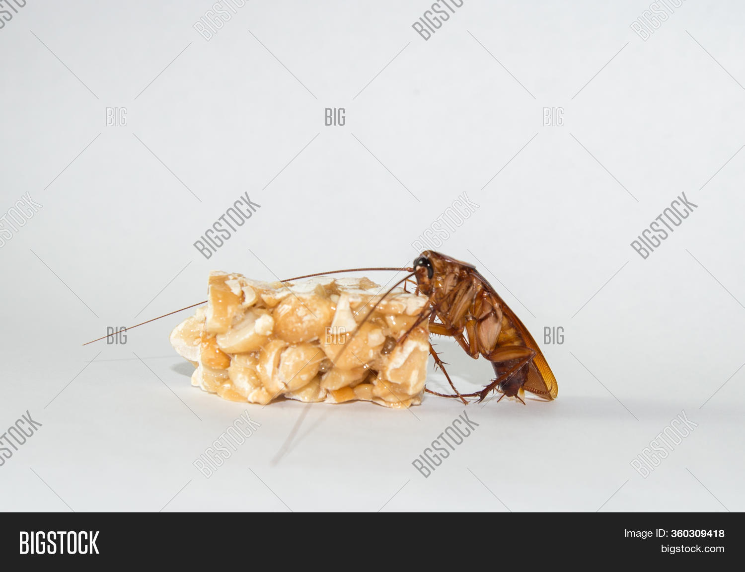 Isolated Cockroach Image & Photo (Free Trial) | Bigstock