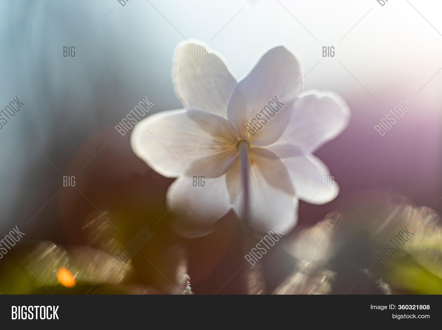 Delicate Fragile Image & Photo (Free Trial) | Bigstock