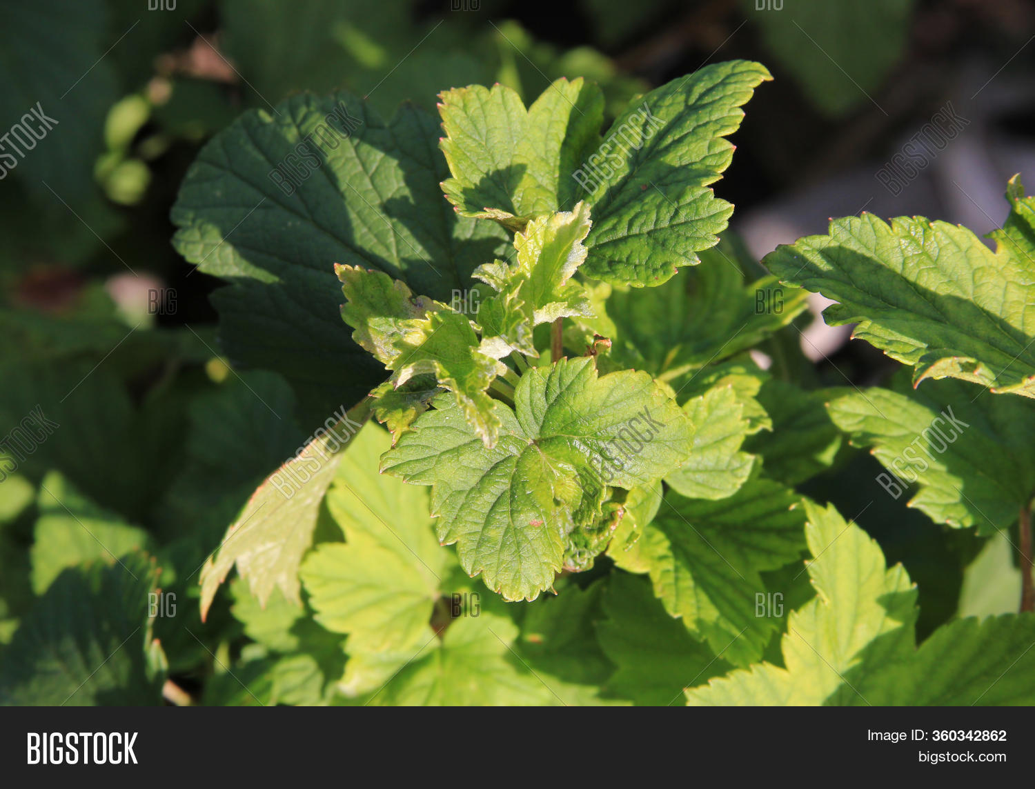 Powdery Mildew On Image & Photo (Free Trial) | Bigstock