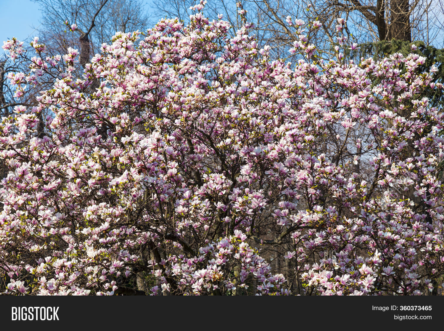 Magnolia Trees Spring Image & Photo (Free Trial) | Bigstock