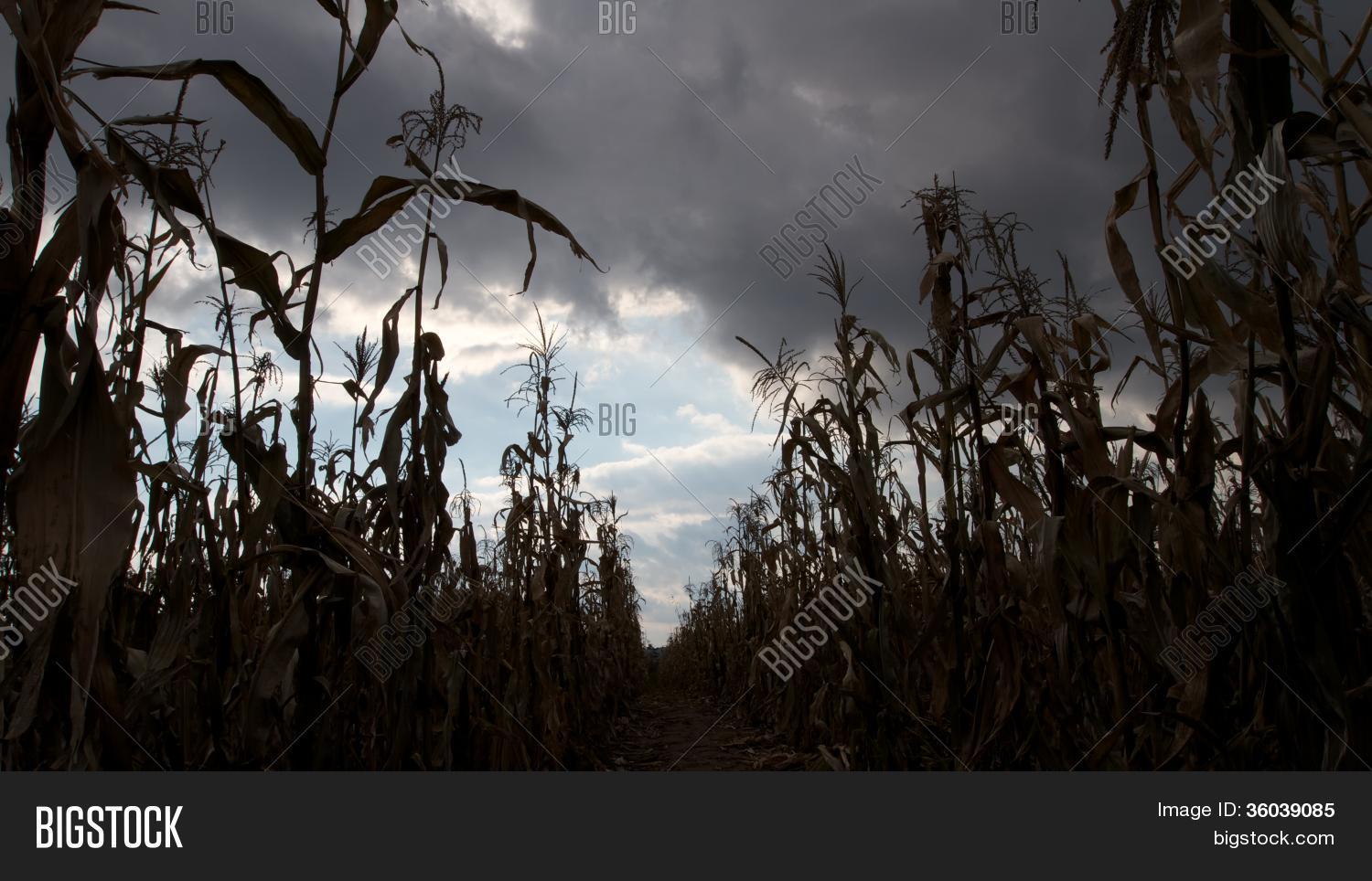 Scary Field Corn Image & Photo (Free Trial) | Bigstock