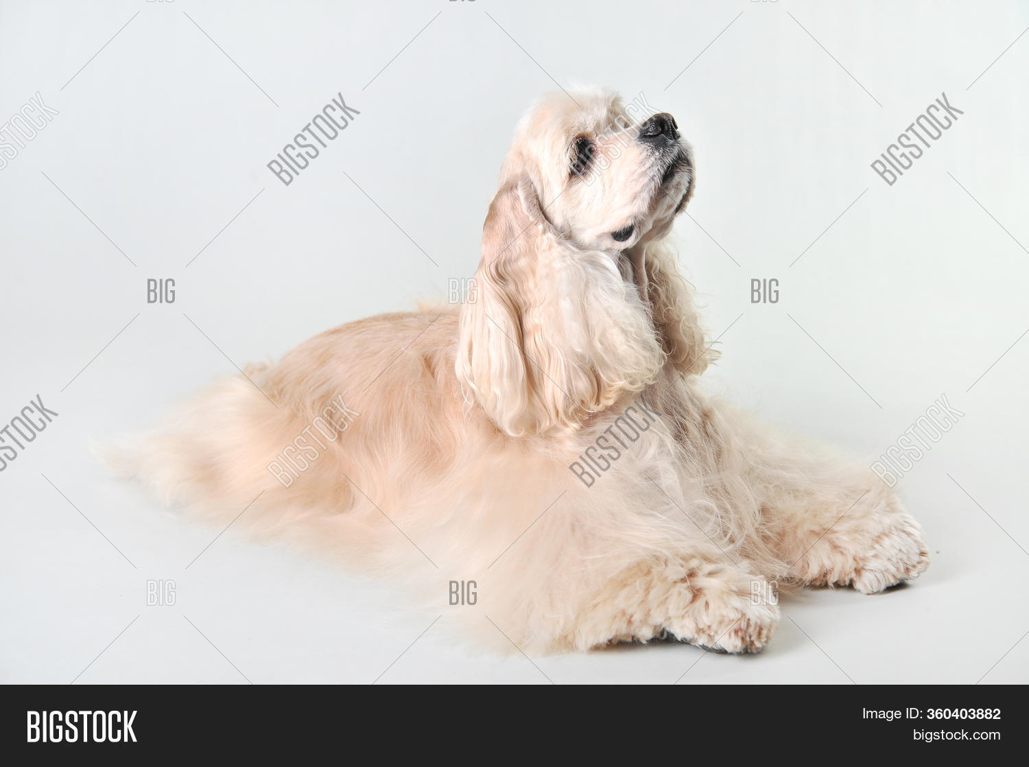 Fawn Cocker Spaniel Image & Photo (Free Trial) | Bigstock