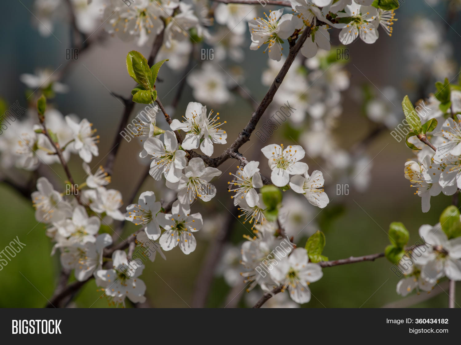 Spring Flowering Image & Photo (Free Trial) | Bigstock