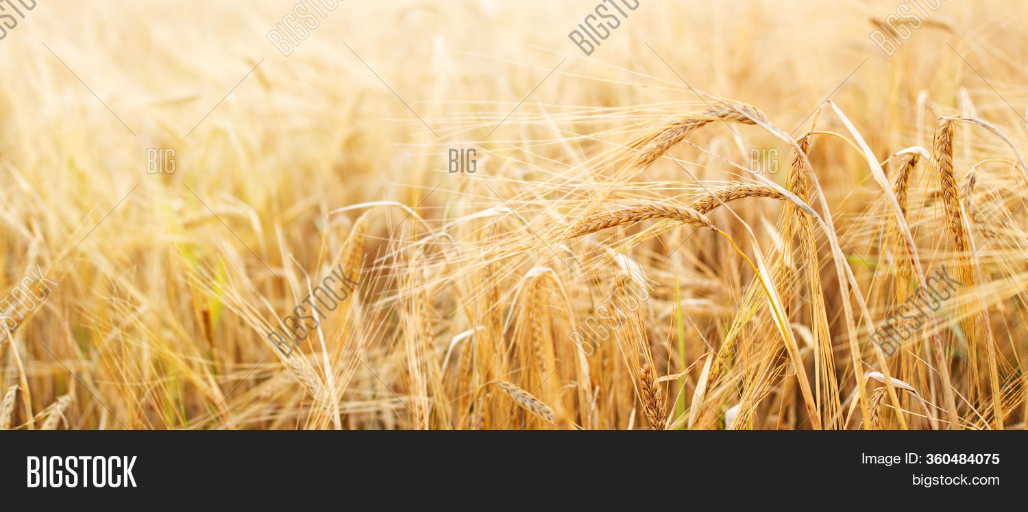 Barley Field. Beards Image & Photo (Free Trial) | Bigstock