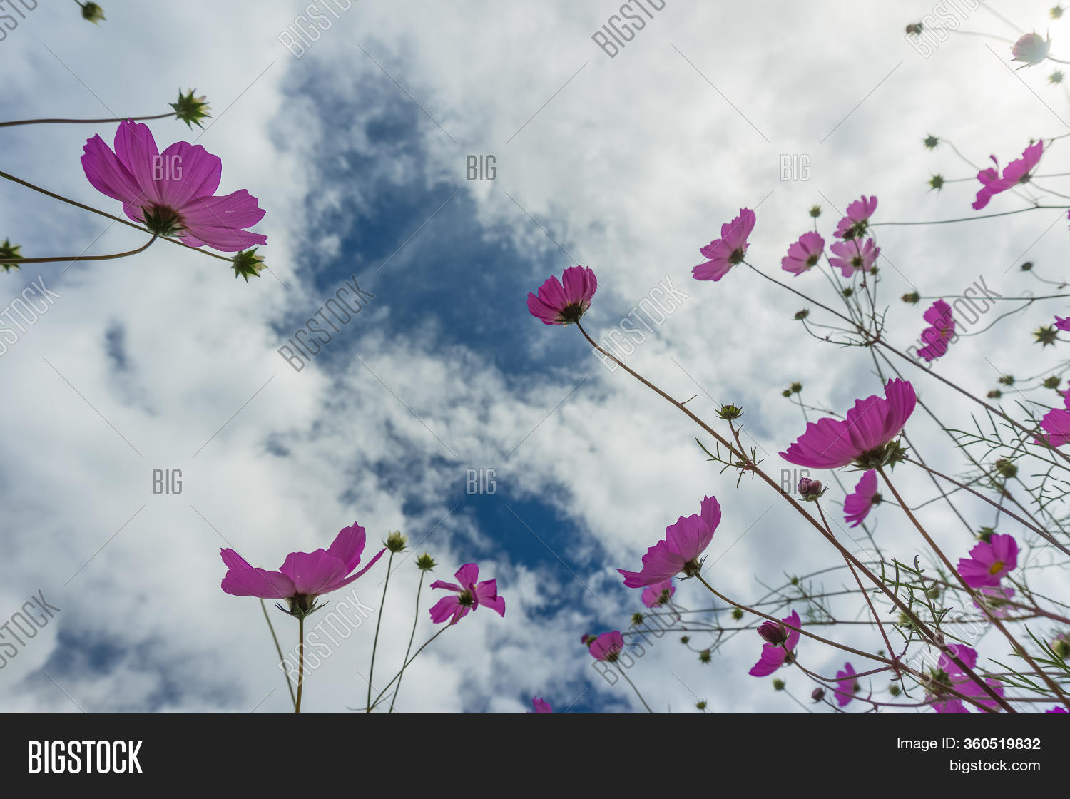 Wild Cosmos Flowers Image & Photo (Free Trial) | Bigstock