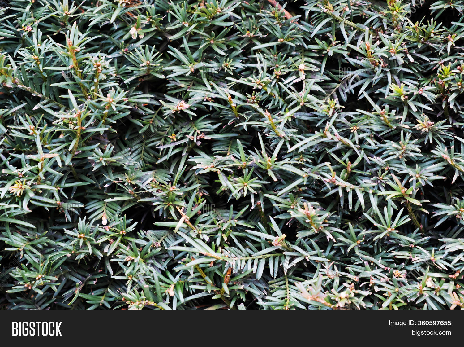 Texture Yew Branches. Image & Photo (Free Trial) | Bigstock
