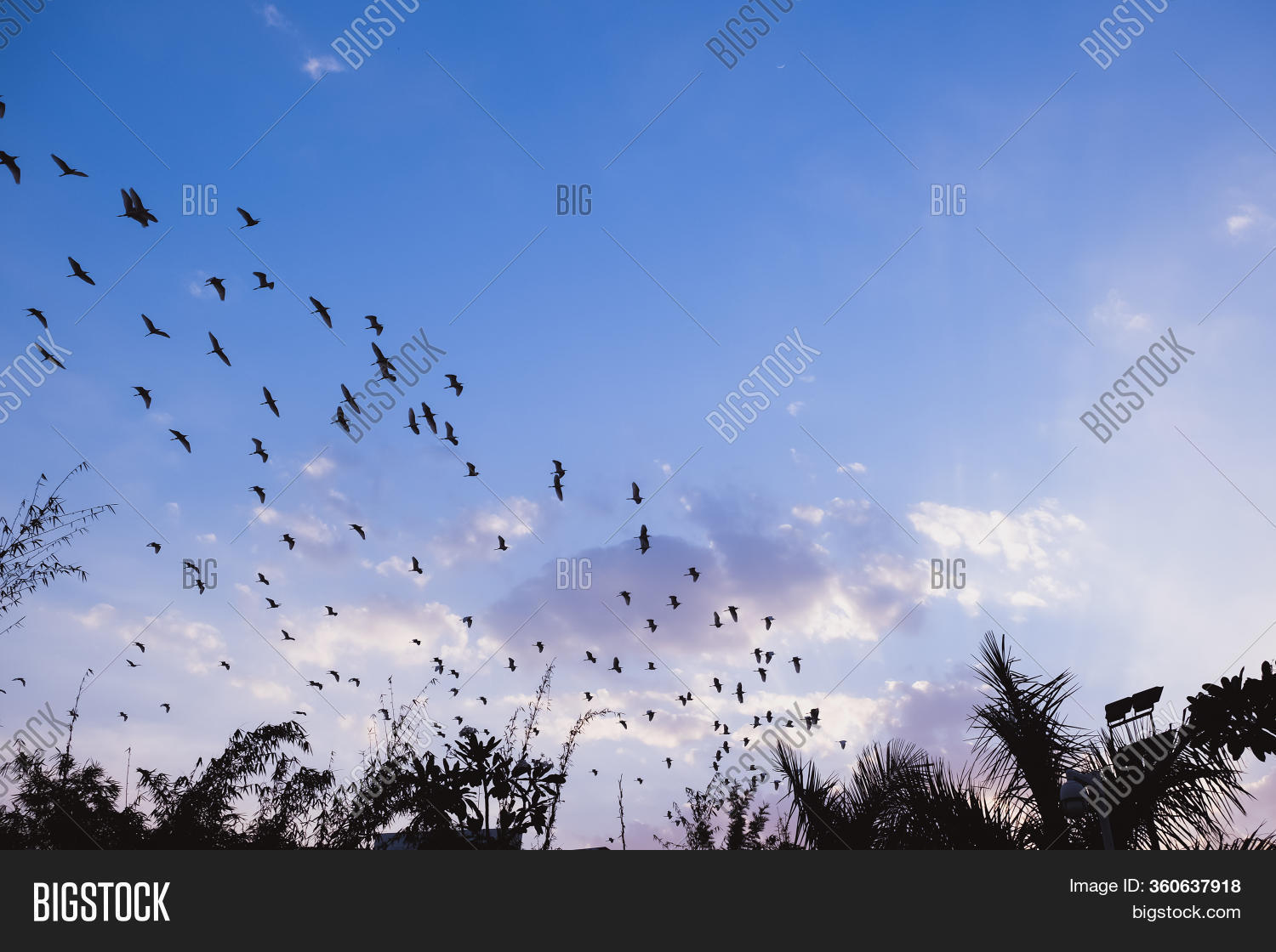 Many White Birds Image & Photo (Free Trial) | Bigstock