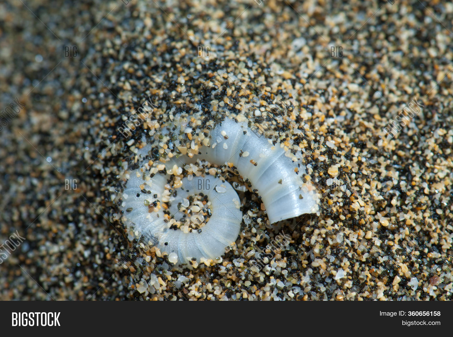 Internal Shell Spirula Image & Photo (Free Trial) | Bigstock