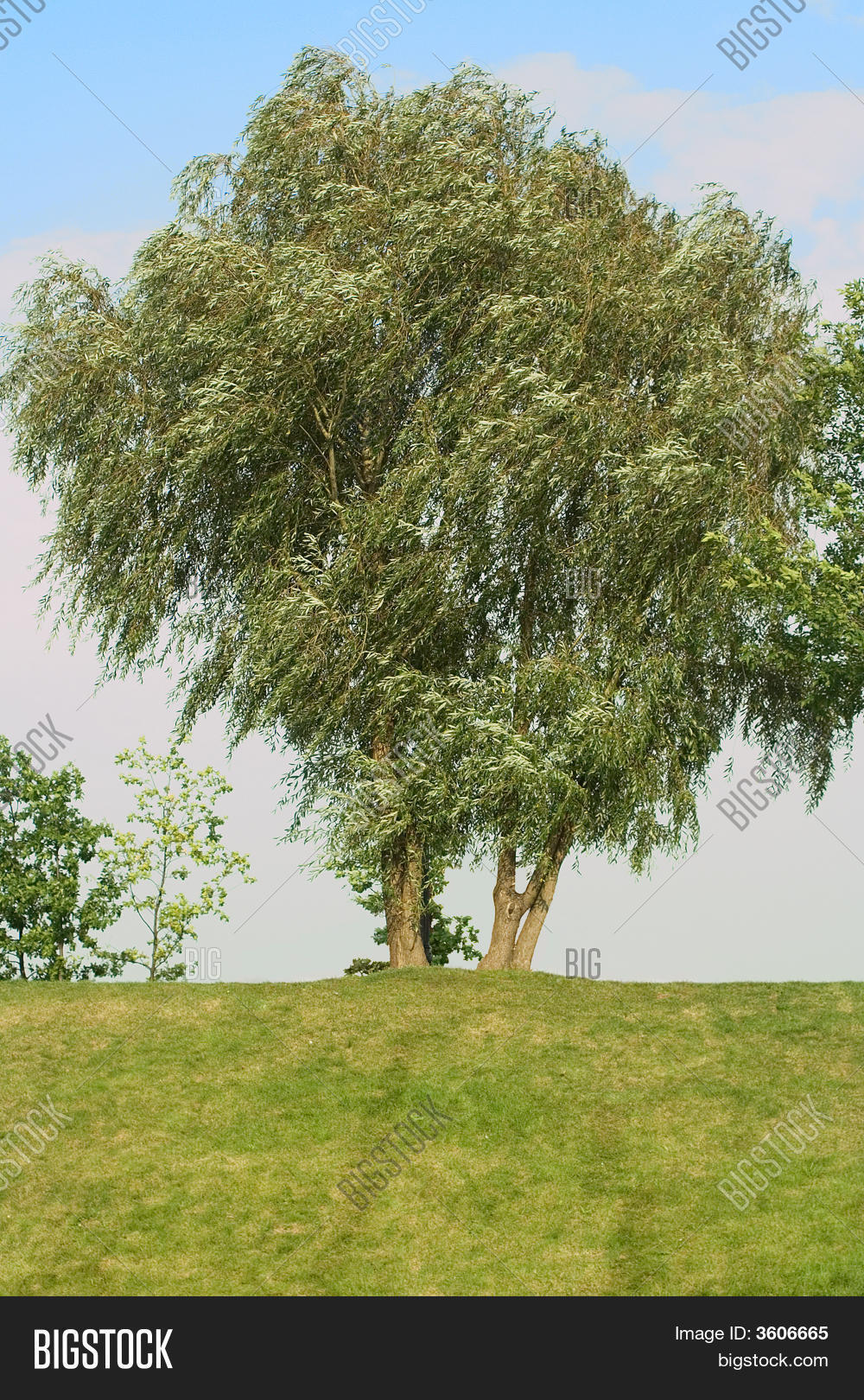 Single Tree Image & Photo (Free Trial) | Bigstock