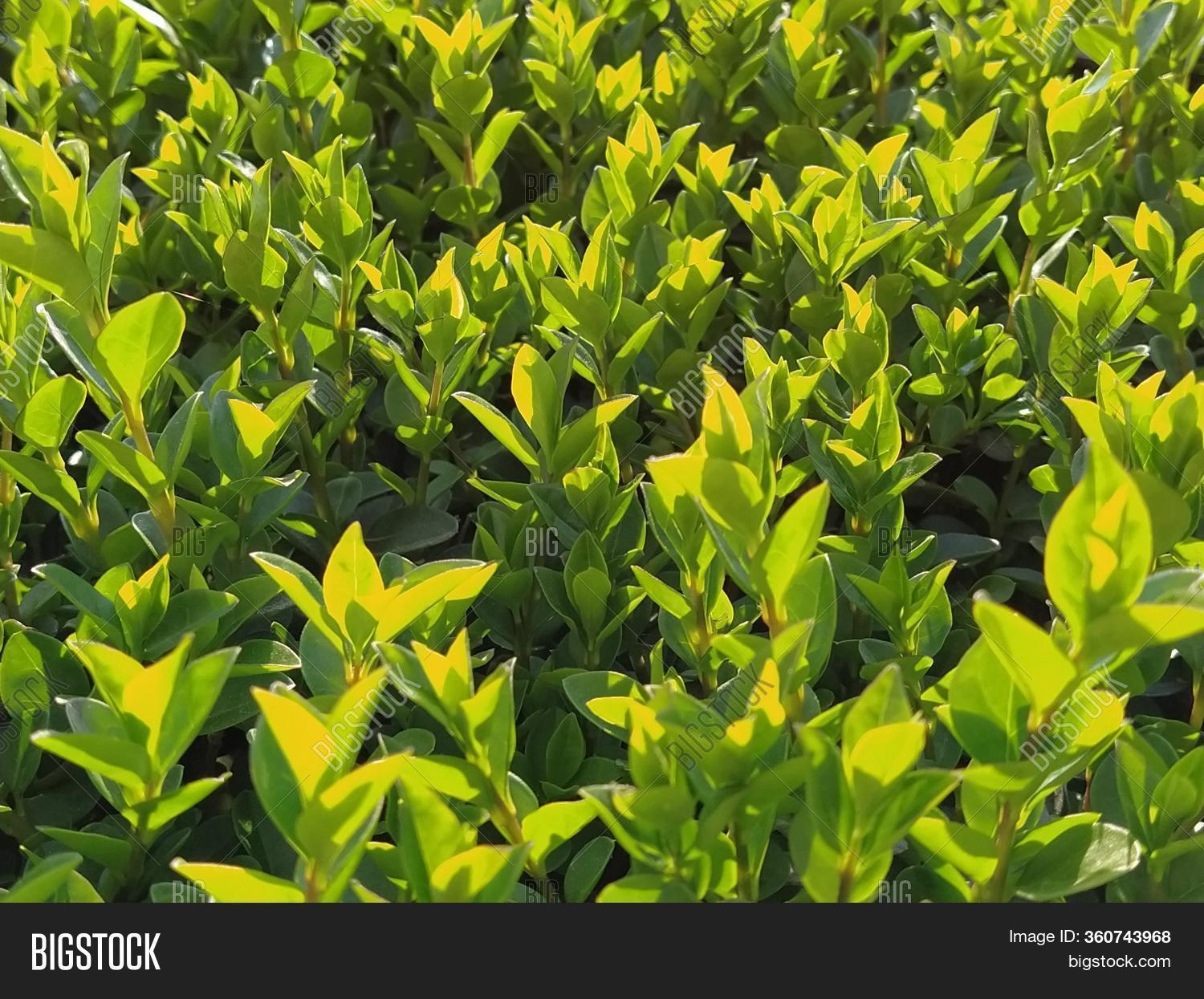 Beautiful Hedge Image & Photo (Free Trial) | Bigstock