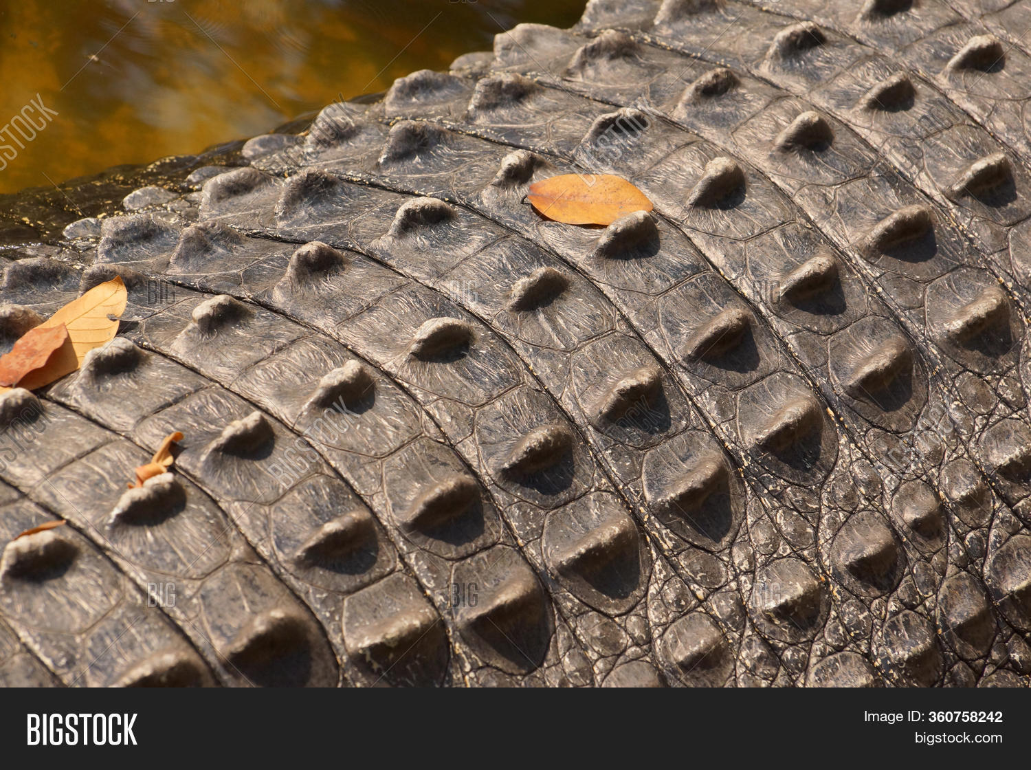 Closeup Shot Crocodile Image & Photo (Free Trial) | Bigstock