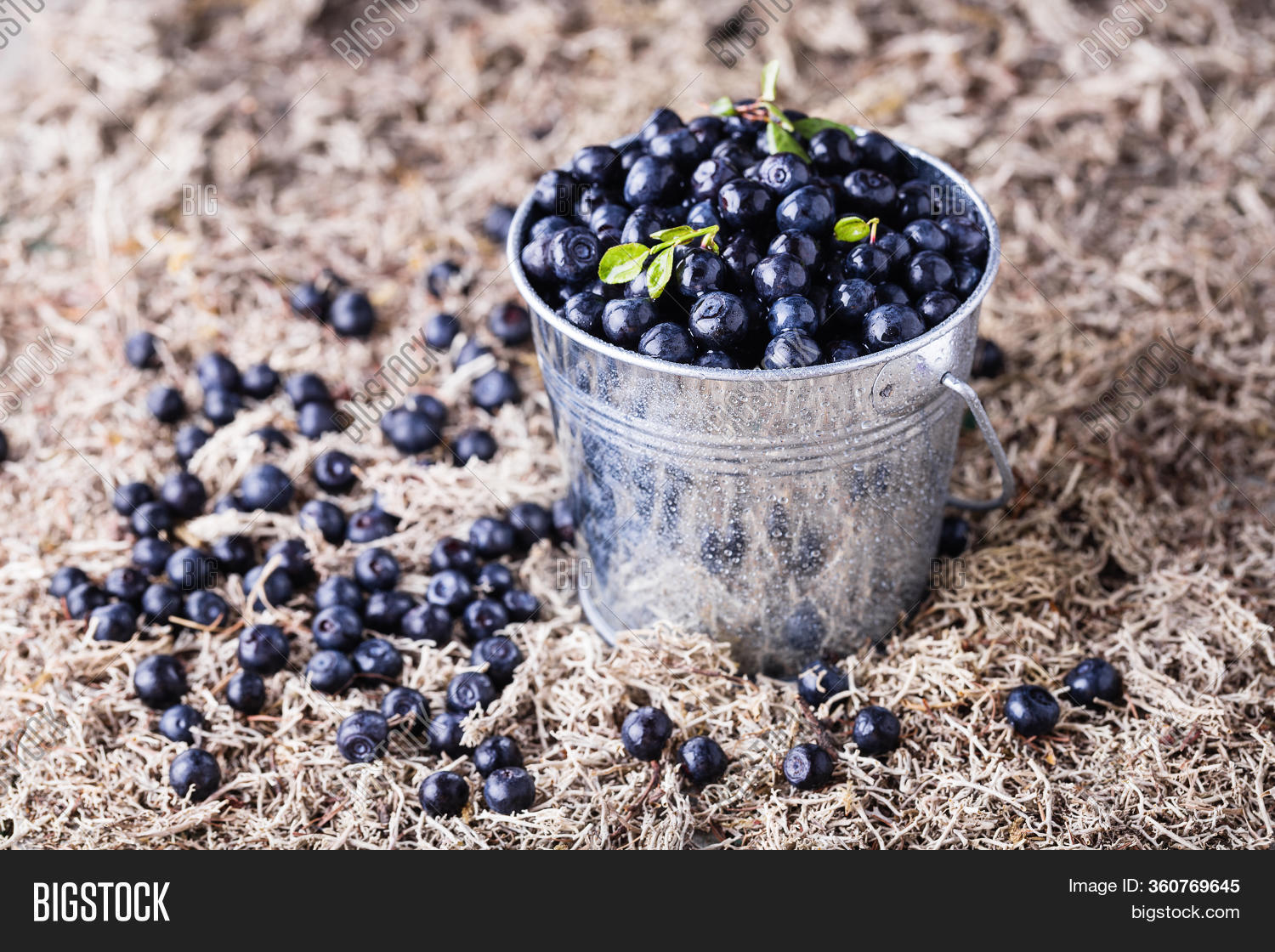 Blueberry Bucket On Image & Photo (Free Trial) | Bigstock