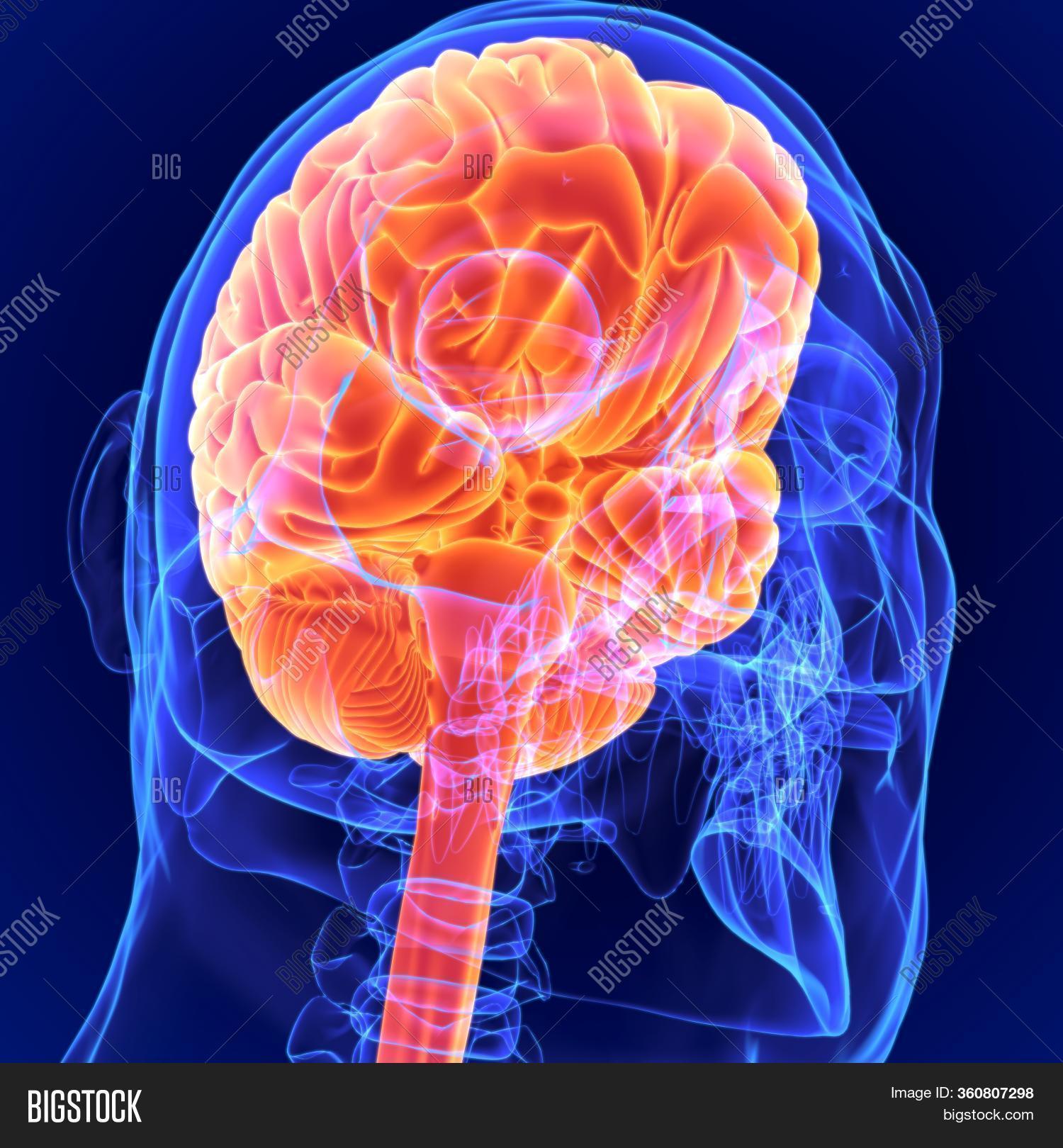 Brain Organ That Image & Photo (Free Trial) | Bigstock