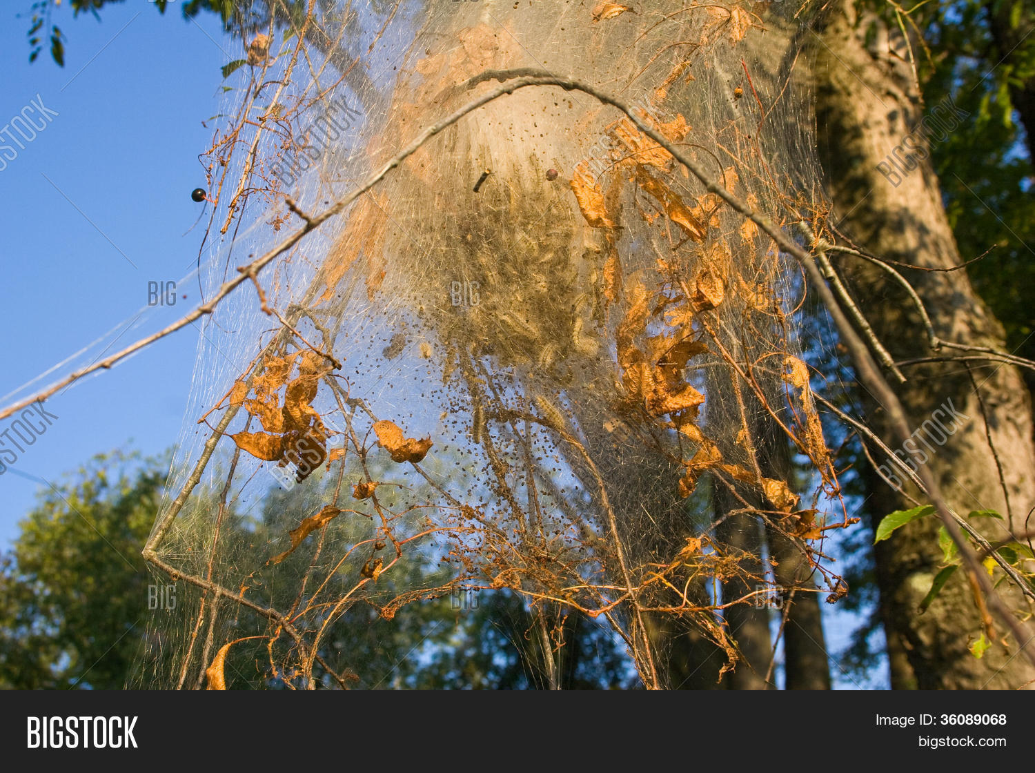 Gypsy Moth Web Image & Photo (Free Trial) | Bigstock