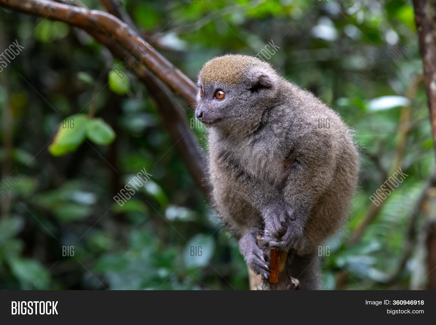 One Little Lemur On Image & Photo (Free Trial) | Bigstock
