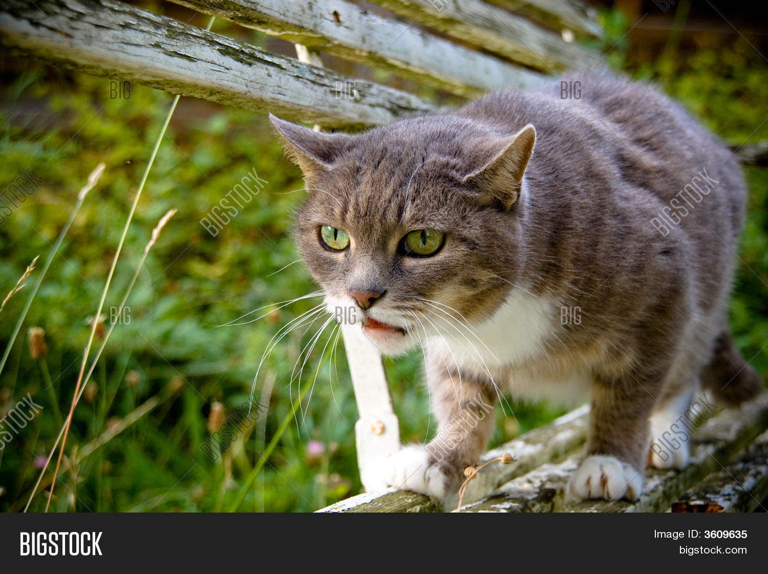 Cat Ready Attack Image & Photo (Free Trial) | Bigstock