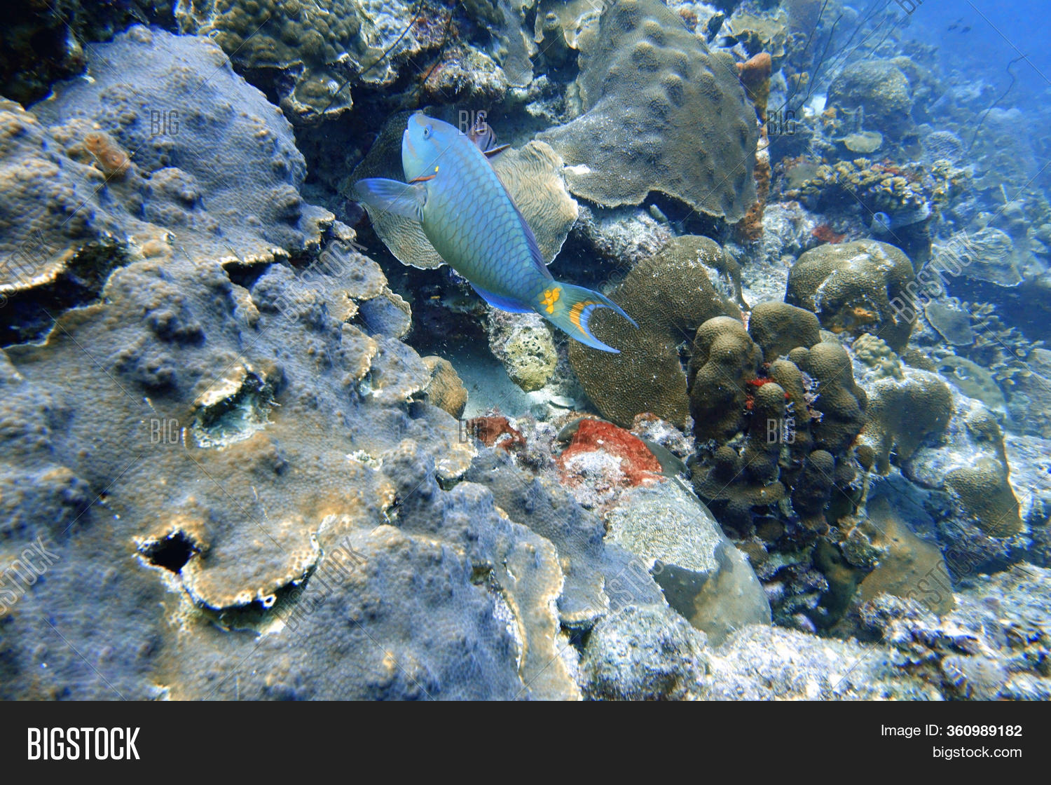 Underwater Photo Image & Photo (Free Trial) | Bigstock