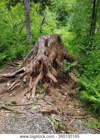 Stump Large Giant Tree Image & Photo (Free Trial) | Bigstock