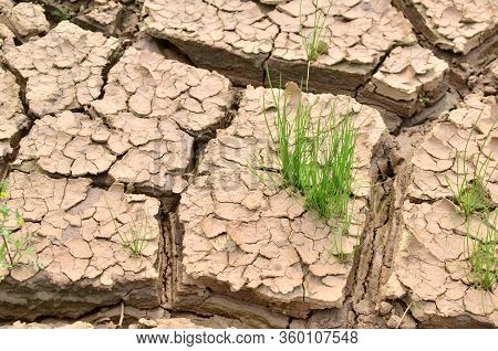 Green Plants Grew Dry Image & Photo (Free Trial) | Bigstock