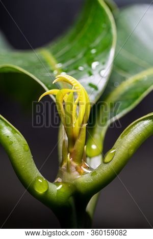 Top With New Leaves Of A Young Mango Tree Sprouted From A Stone, And A ...