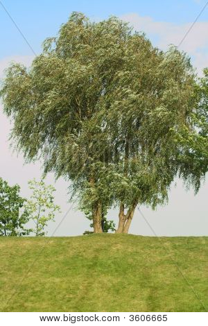 Single Tree Image & Photo (Free Trial) | Bigstock