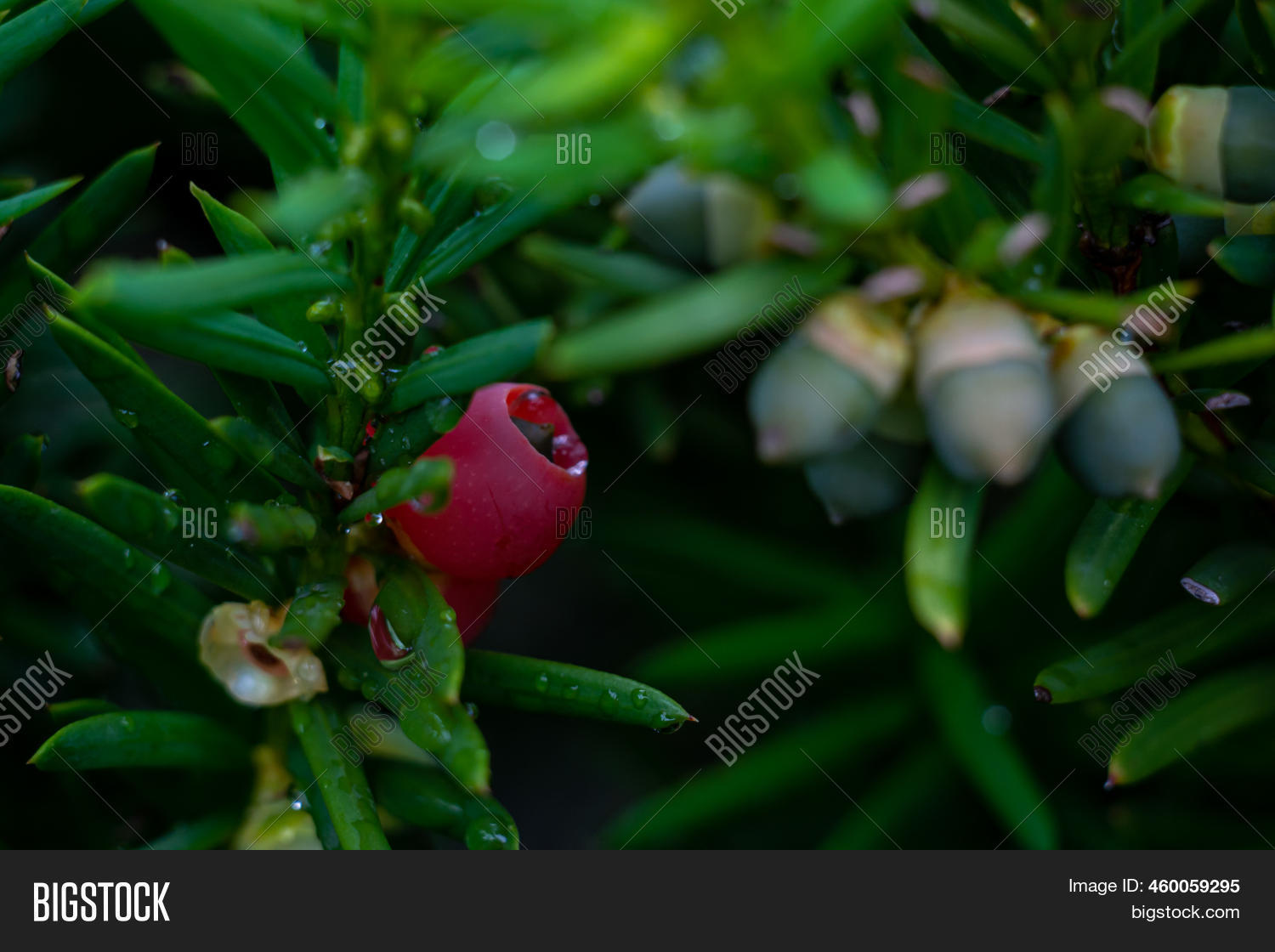 Ripe Unripe Fruits Image & Photo (Free Trial) | Bigstock