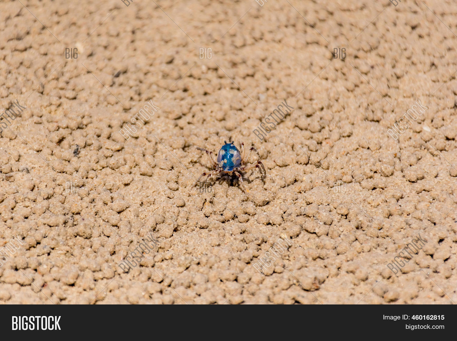 Blue Soldier Crab Image & Photo (Free Trial) | Bigstock