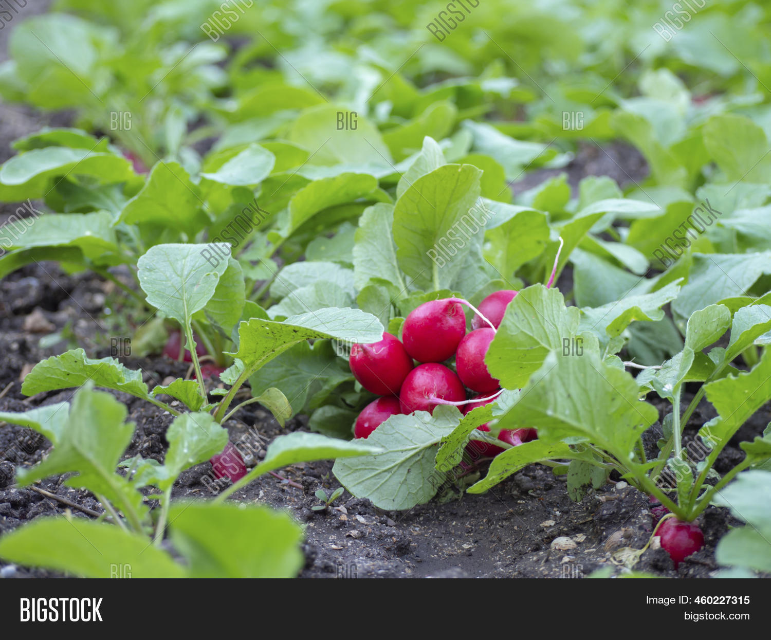 Bunch Radishes On Image & Photo (Free Trial) | Bigstock