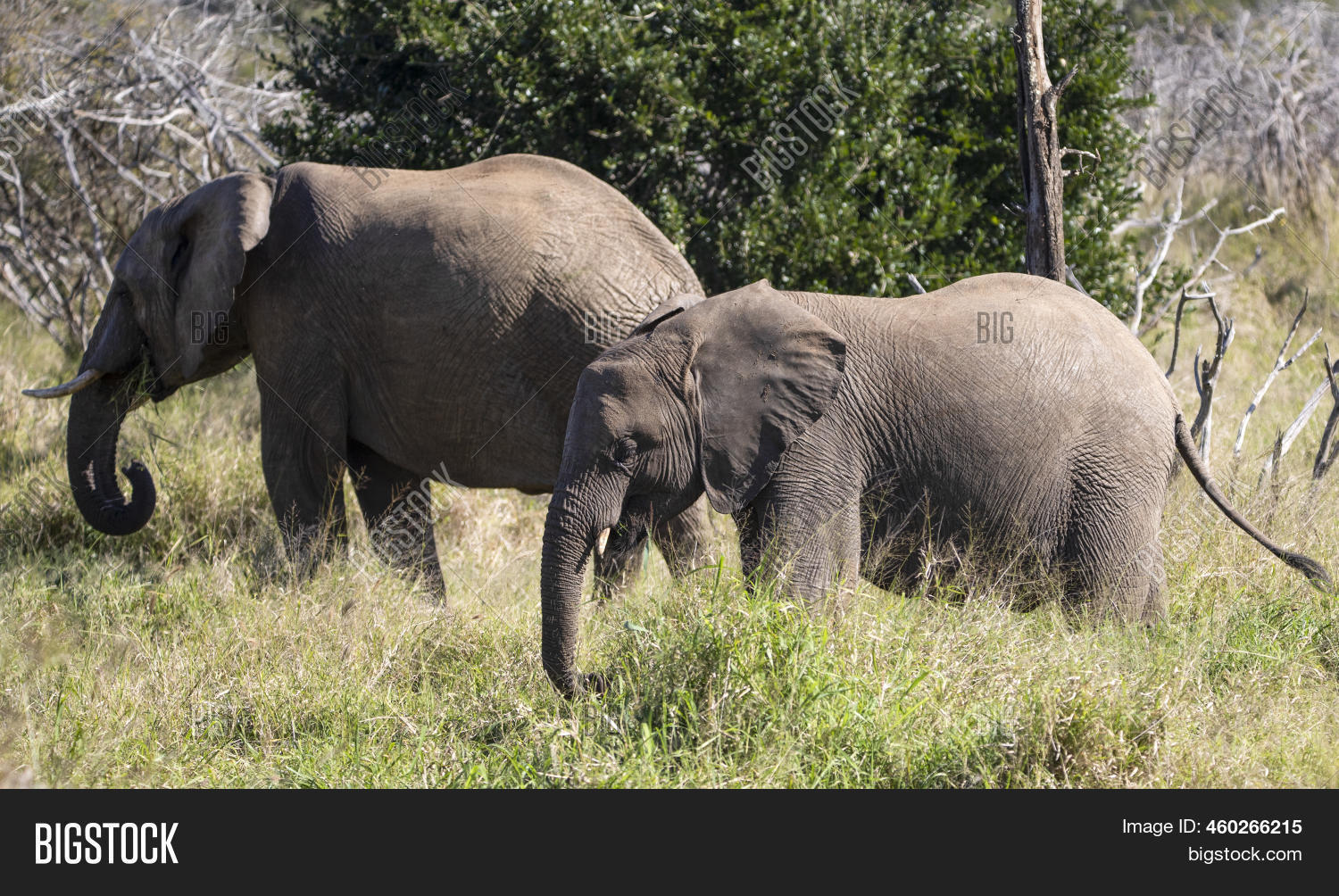 African Elephant Image & Photo (Free Trial) | Bigstock