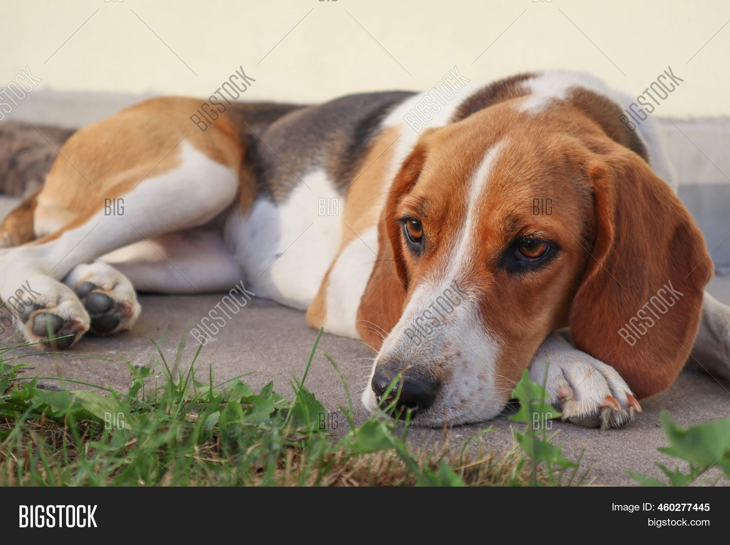Young Beagle Lies On Image & Photo (Free Trial) | Bigstock