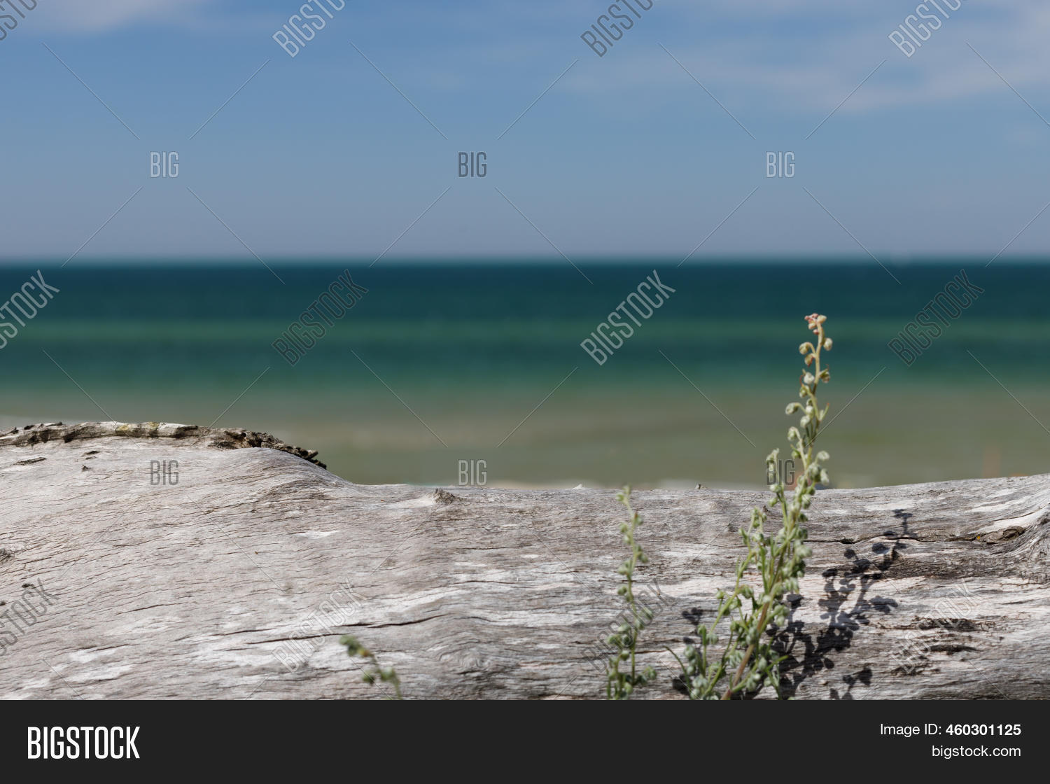 Wooden Bough, Branch Image & Photo (Free Trial) | Bigstock
