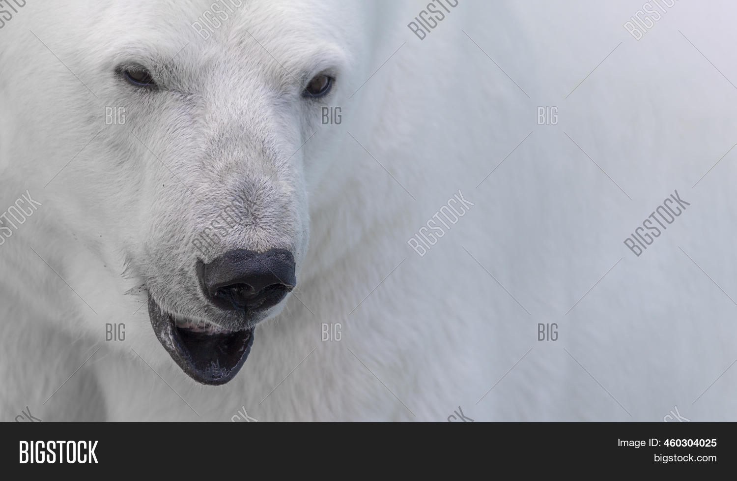 Adult Polar Bear Half- Image & Photo (Free Trial) | Bigstock