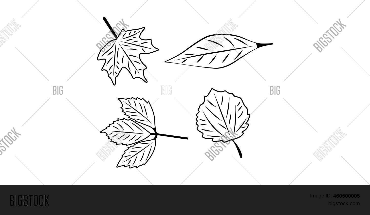Classic Fall Leaves Vector & Photo (Free Trial) | Bigstock