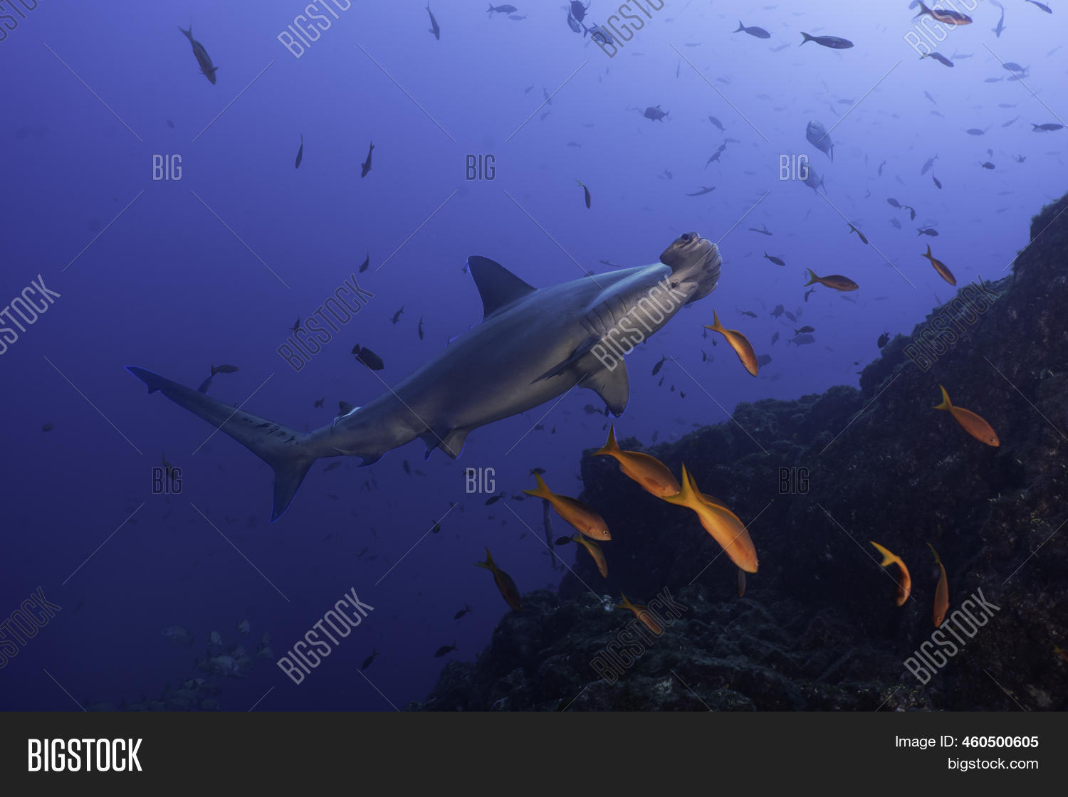 One Hammerhead Shark ( Image & Photo (Free Trial) | Bigstock