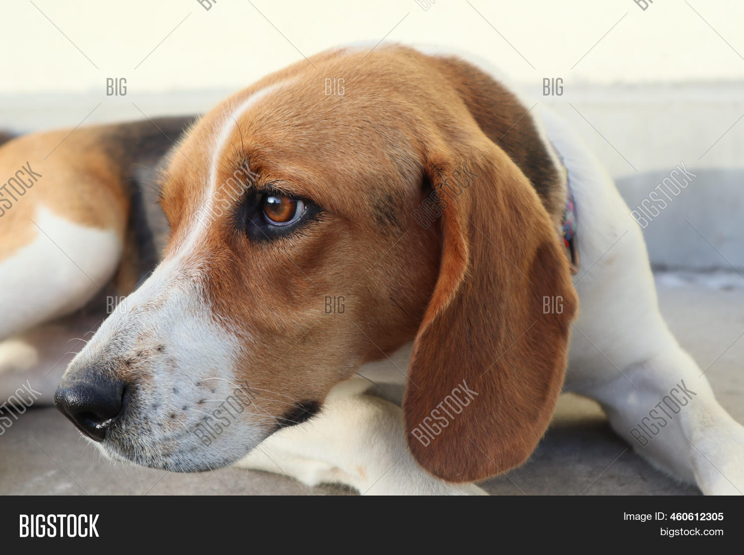 Young Beagle Lies On Image & Photo (Free Trial) | Bigstock